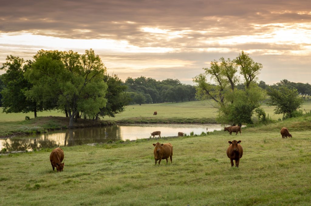 Sustainable Natural Beef | Cedar River Farms