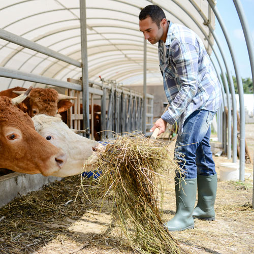 Sustainable Natural Beef | Cedar River Farms