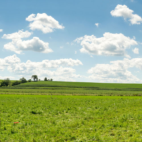 Sustainable Natural Beef | Cedar River Farms